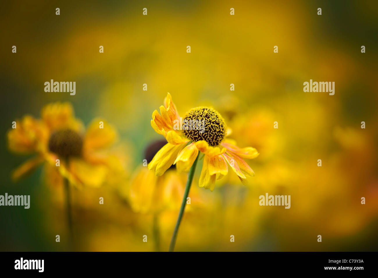 Close-up image of the autumn flowering yellow Helenium autumnale ...