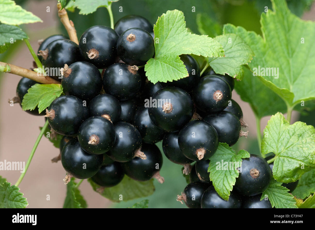 Black Currant (Ribes nigrum Genoir), twig with ripe fruit Stock Photo ...