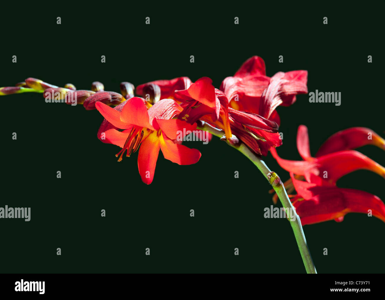 Red lucifer crocosmia hi-res stock photography and images - Alamy
