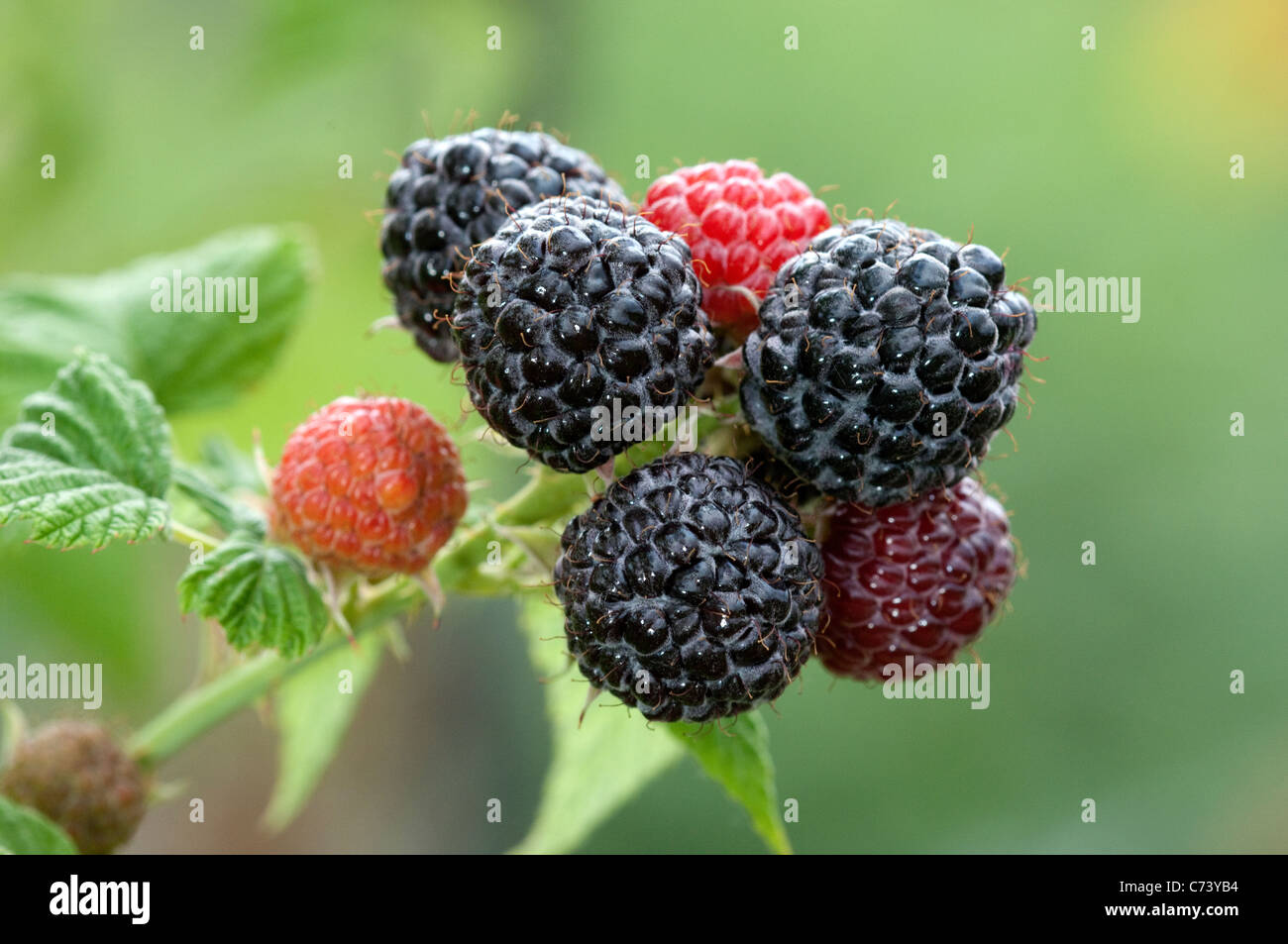 Jewel Black Rasperry (Rubus occidentalis Black Jewel). Twig with ripe ...