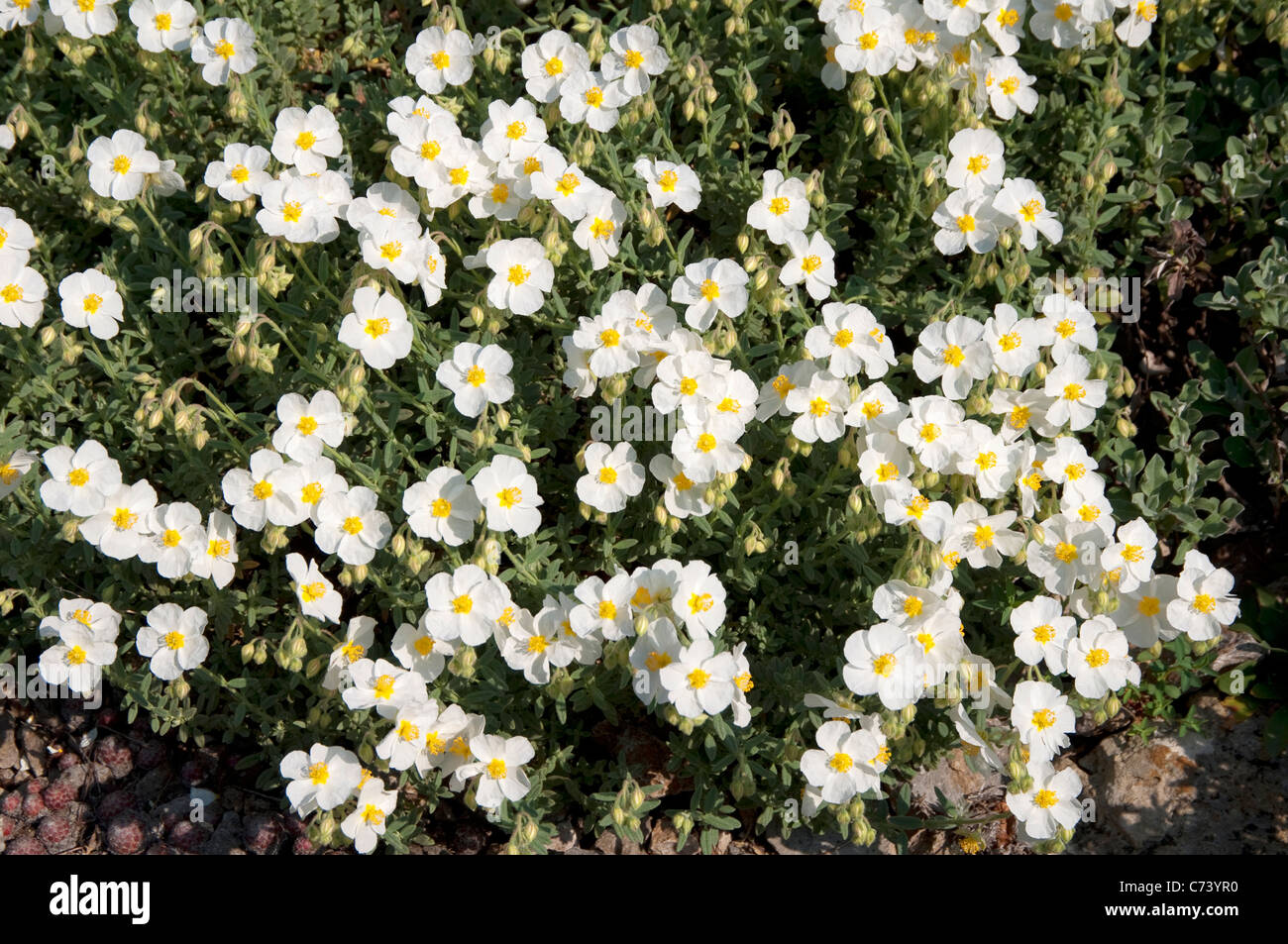 Helianthemum [white rock rose] hi-res stock photography and images - Alamy