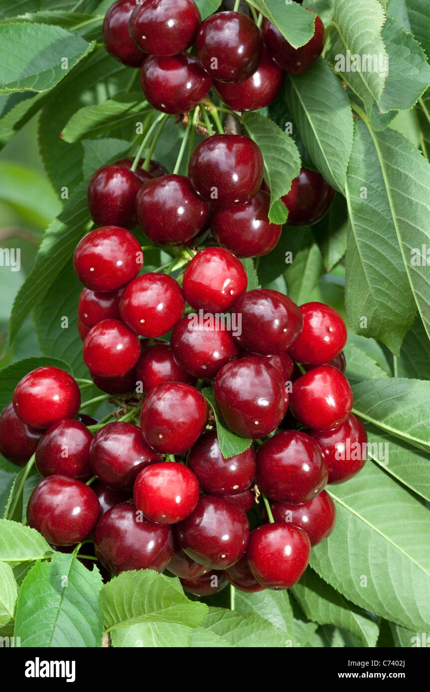 Cherry tree fruit hi-res stock photography and images - Alamy