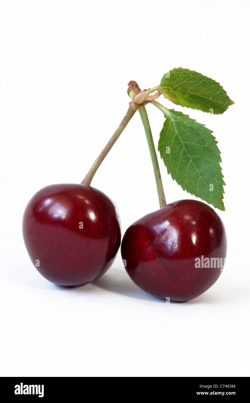 Sweet Cherry (Prunus avium), ripe fruit and leaves. Studio picture ...
