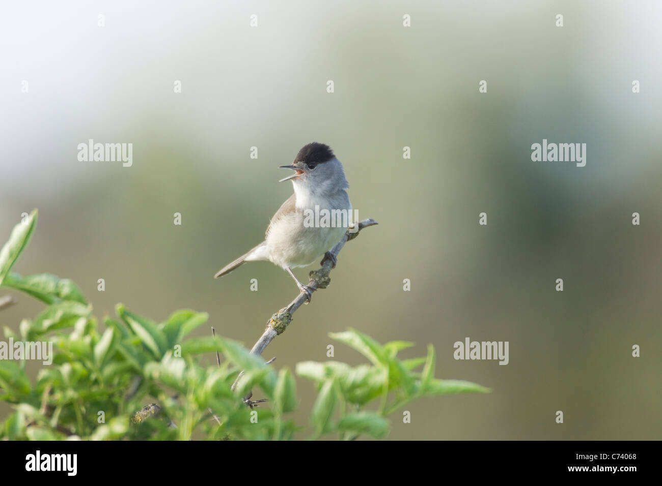 Black Cap Bird Uk Stock Photos & Black Cap Bird Uk Stock Images - Alamy