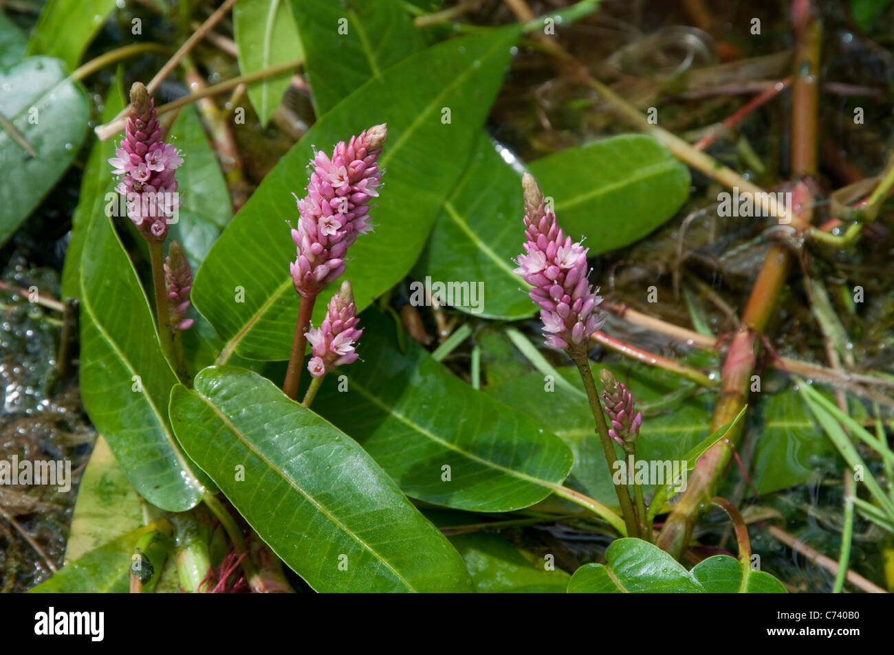 Water Knotweed (Persicaria amphibia, Polygonum amphibium), flowering ...
