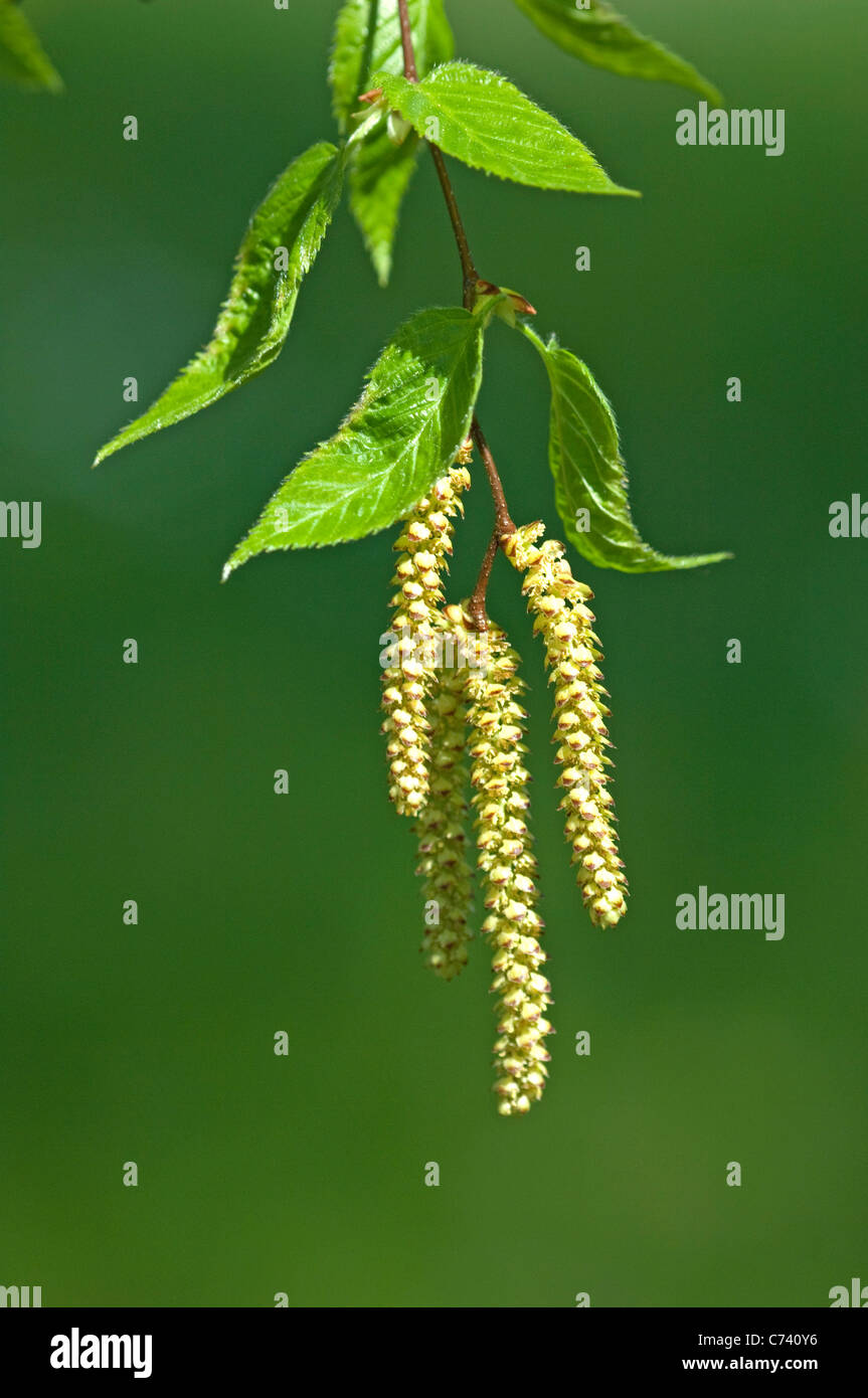 Cherry birch hi-res stock photography and images - Alamy