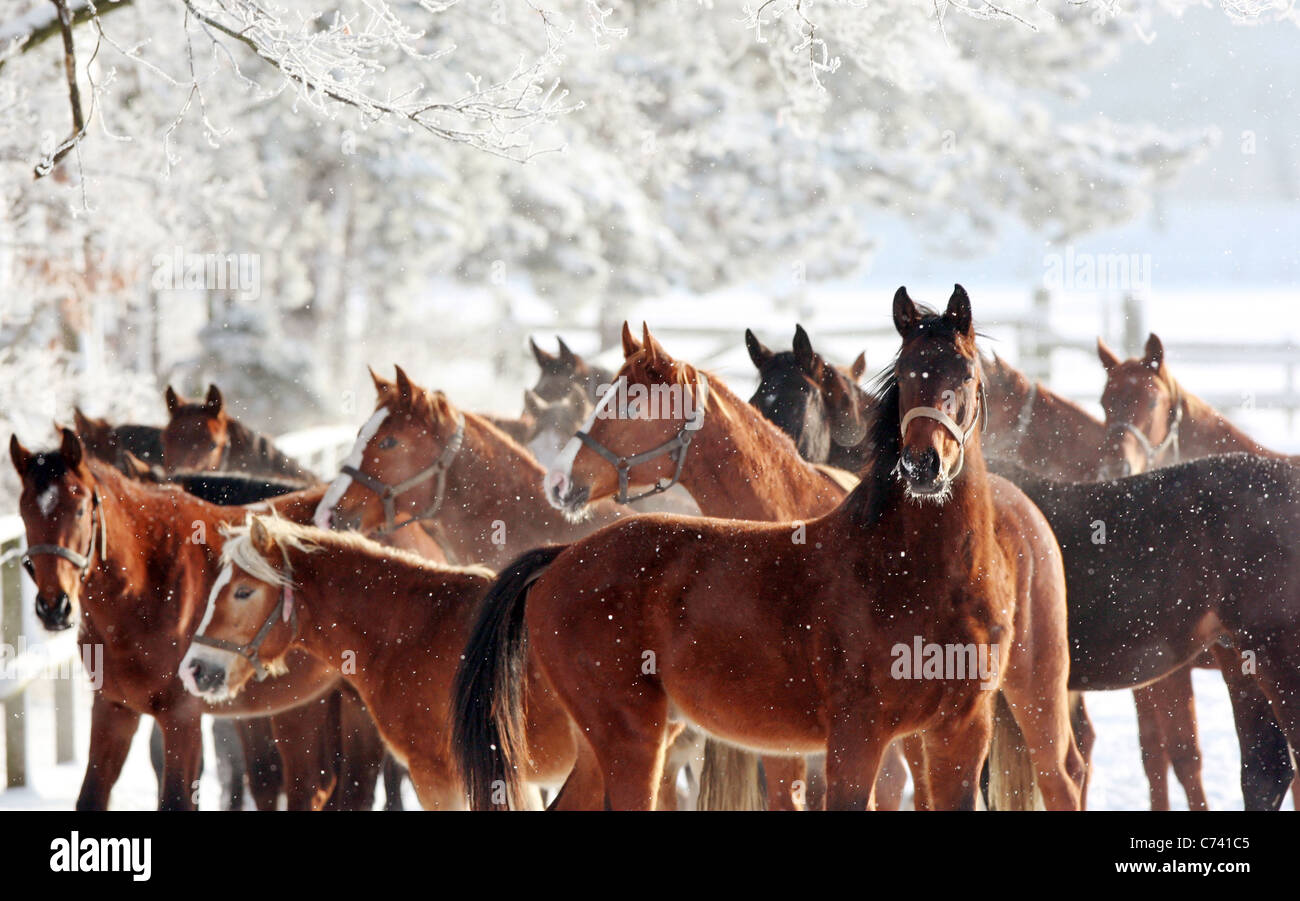 Horses in a paddock in winter, Graditz, Germany Stock Photo - Alamy