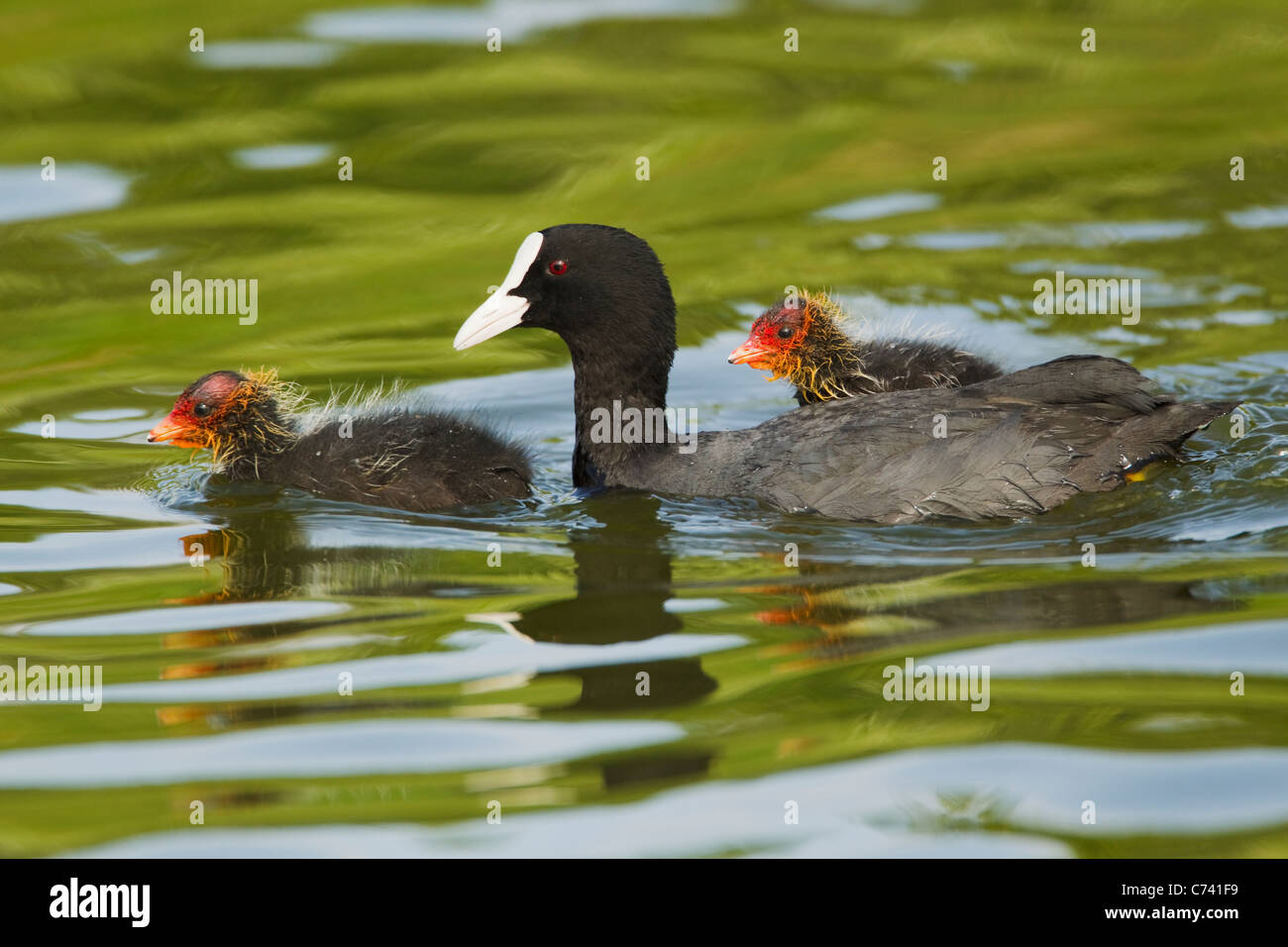Coots Chicks High Resolution Stock Photography and Images - Alamy