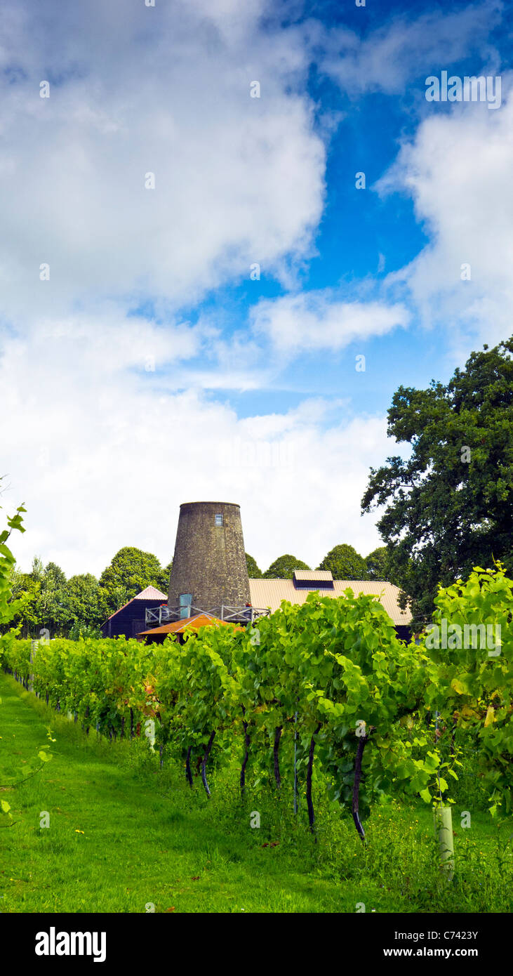 Vineyard growing hi-res stock photography and images - Alamy