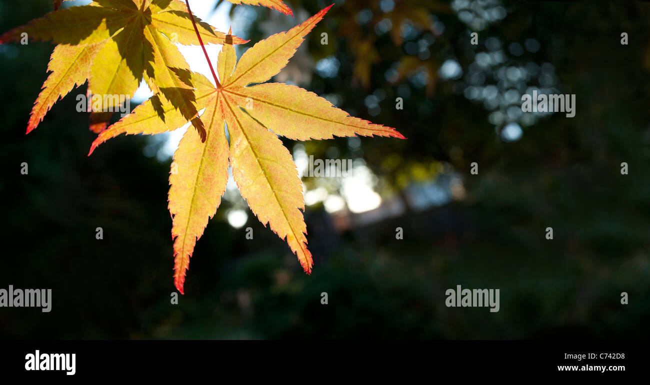 Leaves in fall against the sun Stock Photo - Alamy