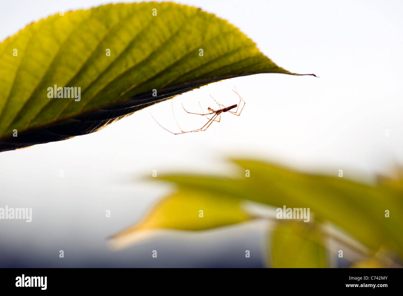 Invisible spider hi-res stock photography and images - Alamy