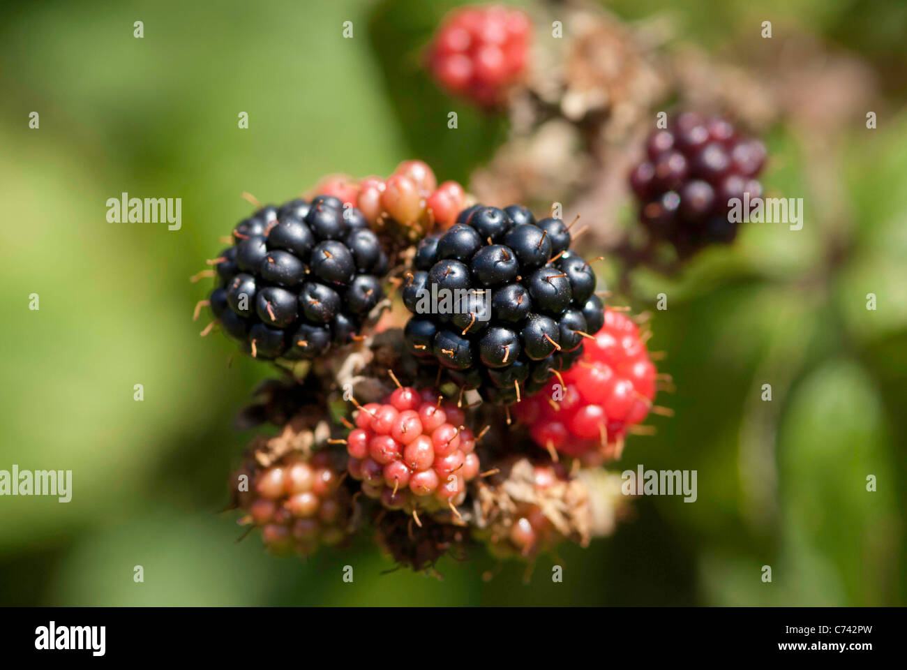 Red & black Blackberries (Rubus Stock Photo - Alamy
