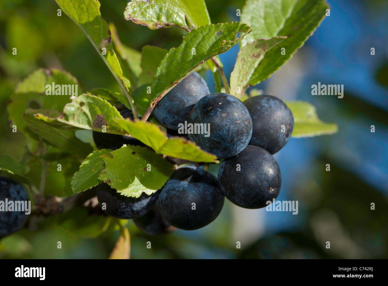 Sloe or blackthorn (Prunus spinosa) bush with ripe berries Stock Photo ...