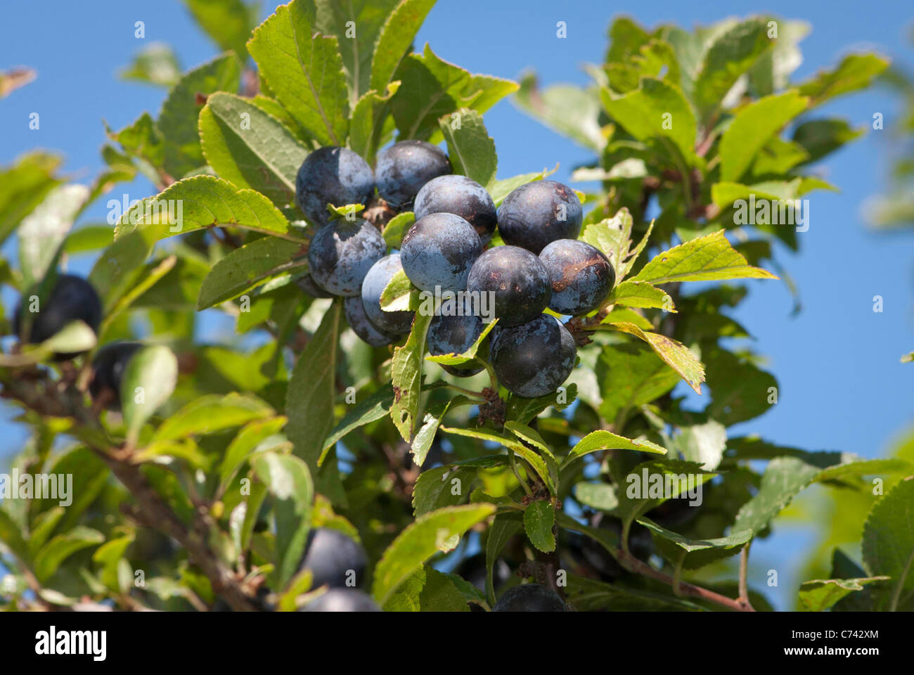 Blackthorn sloe berries prunus spinosa hi-res stock photography and ...