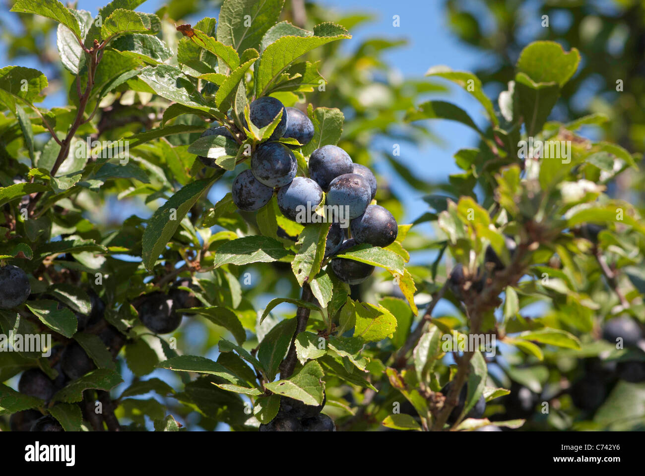 Sloe or blackthorn (Prunus spinosa) bush with ripe berries Stock Photo ...
