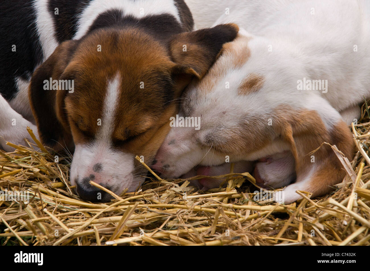 Hound puppies asleep in a show pen at Wensleydale Agricultural Show ...