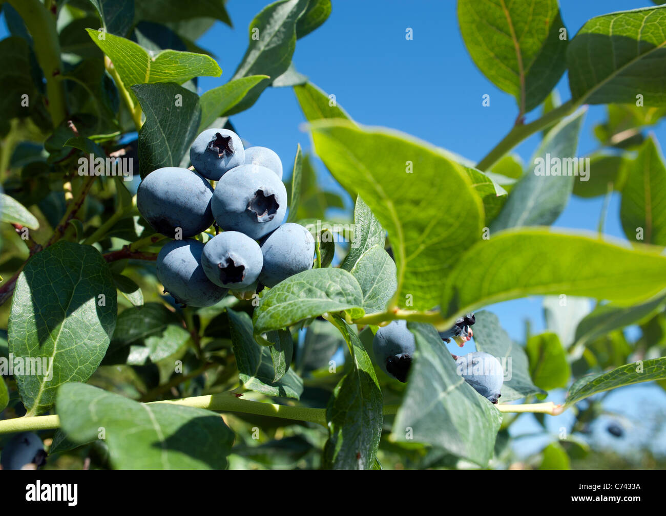 In a cluster hi-res stock photography and images - Alamy