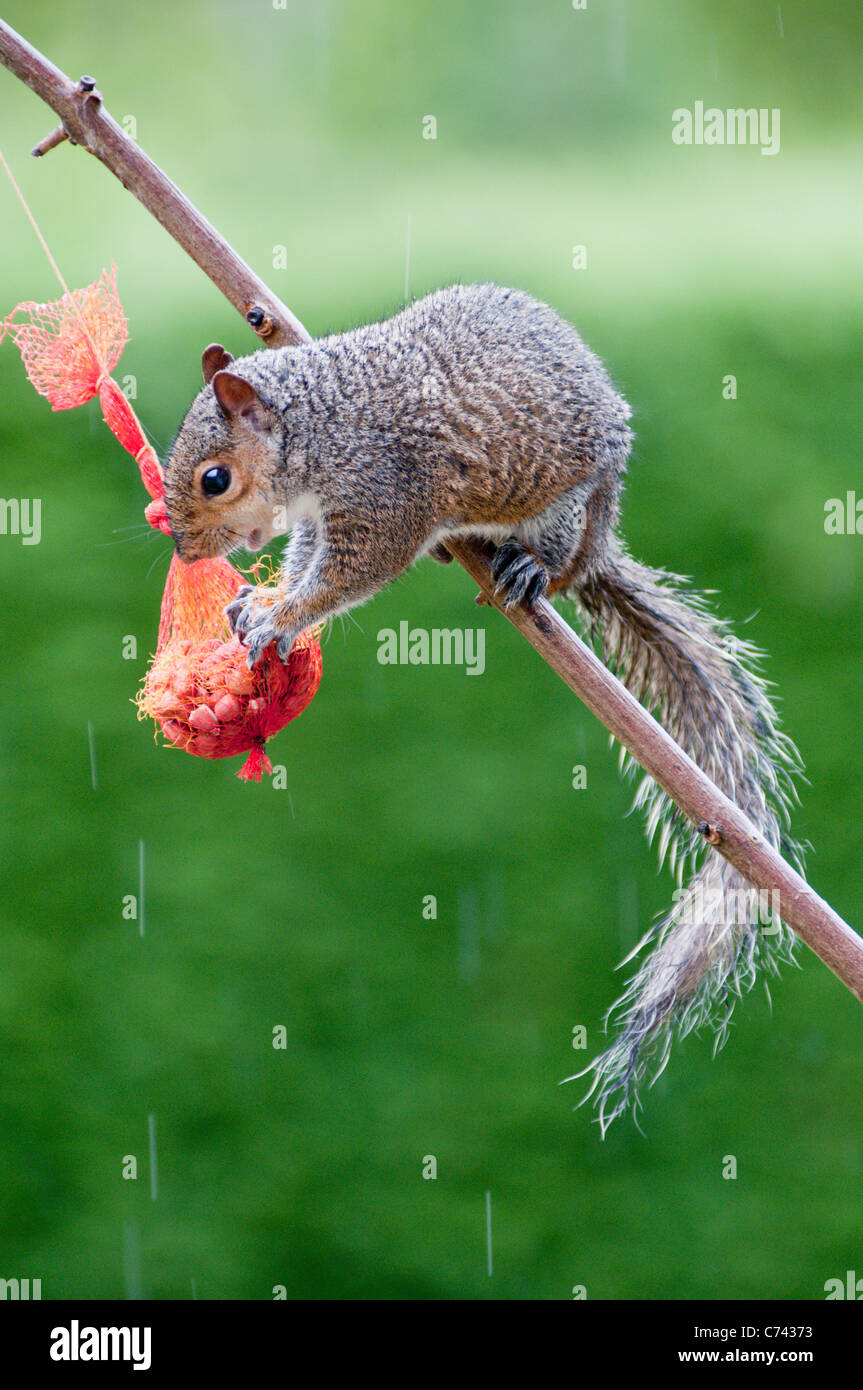 American eastern grey squirrel hi-res stock photography and images - Alamy