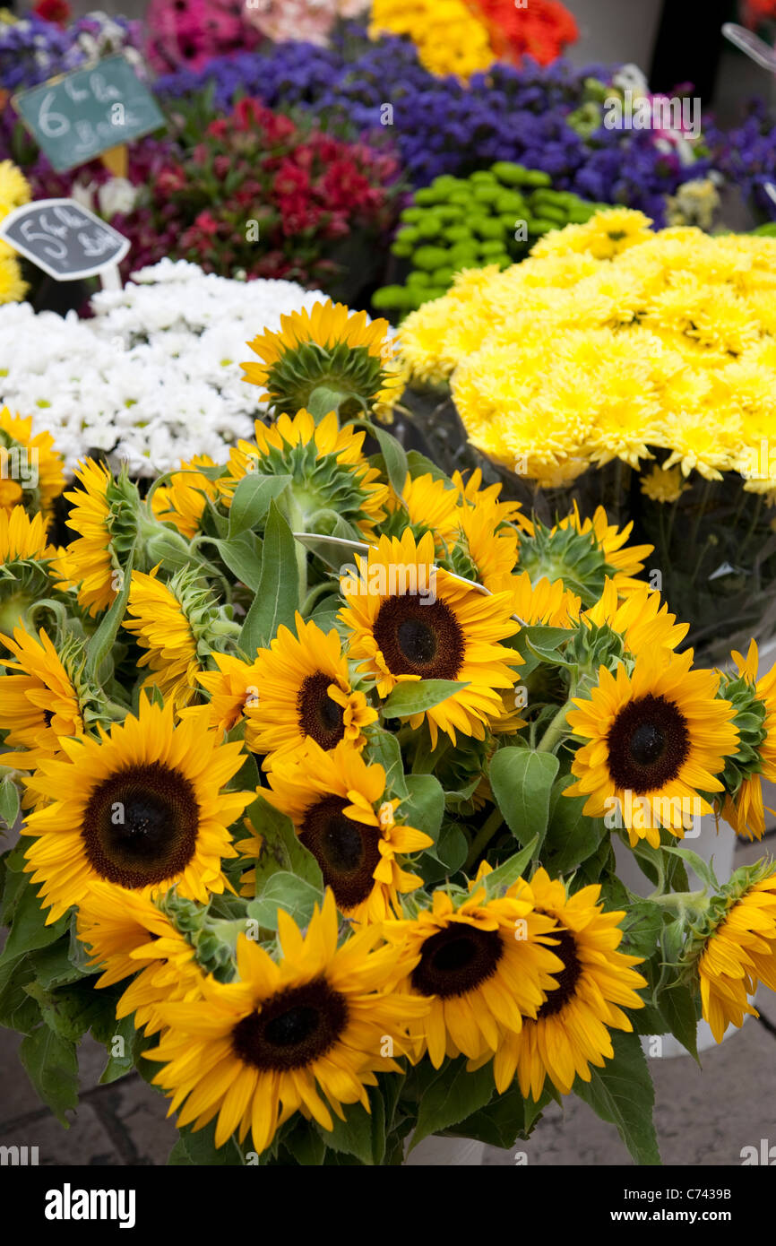 Sunflower and other flowers for sale on French market stall Stock Photo ...