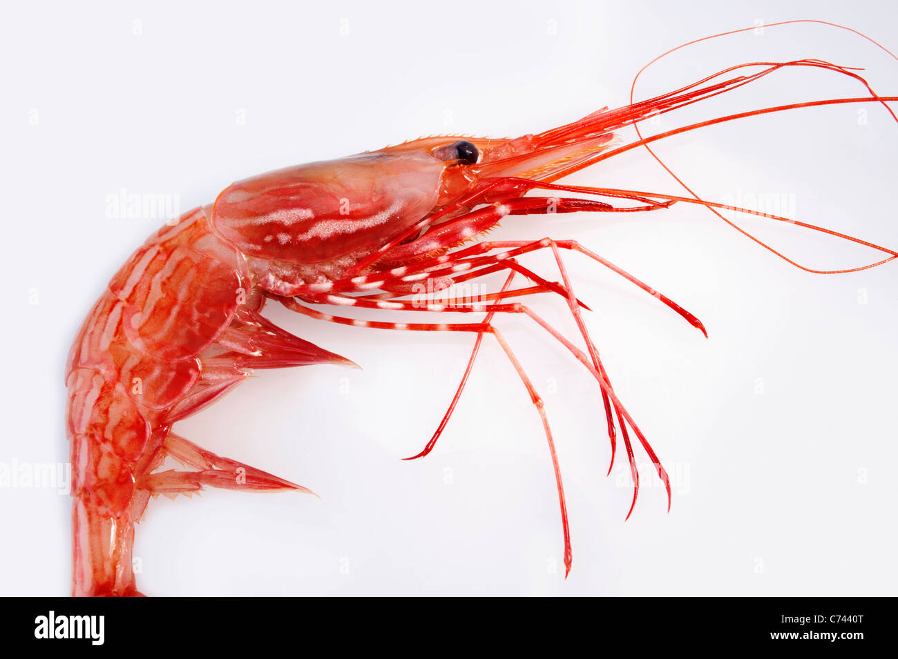 Water shrimp hi-res stock photography and images - Alamy