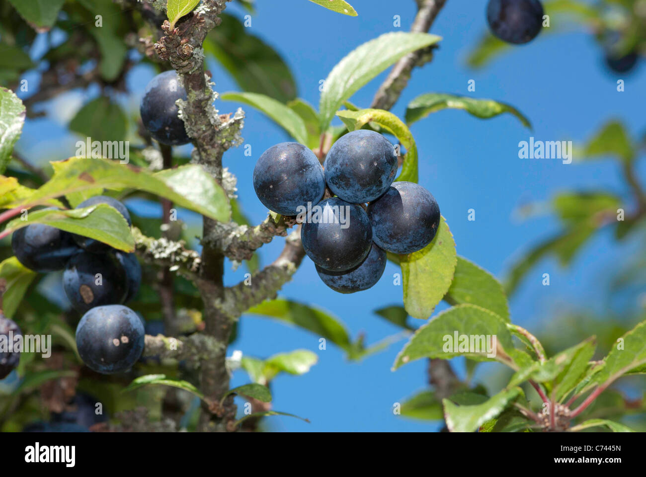 Sloe or blackthorn (Prunus spinosa) bush with ripe berries Stock Photo ...
