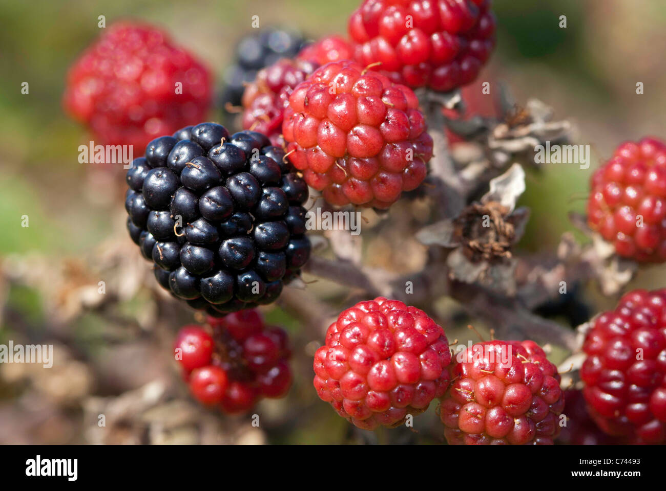 Red and black Blackberries (Rubus Stock Photo - Alamy