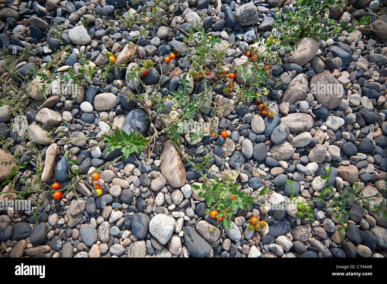 A wild tomato plant on a bank of the Allier river (Allier - France ...
