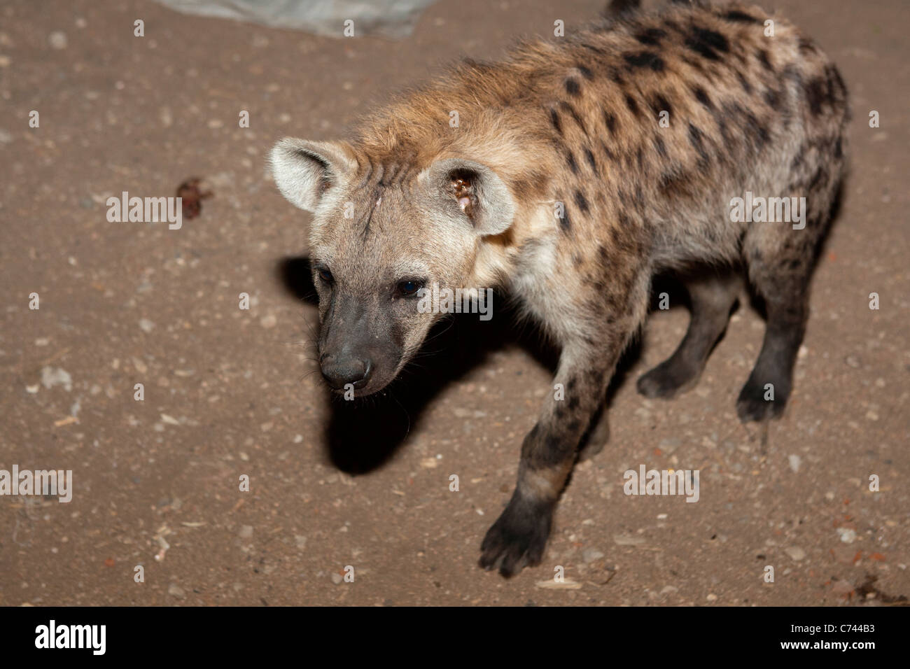 A hungry hyena waiting to be fed by the Hyena Man near Sanga Gate ...