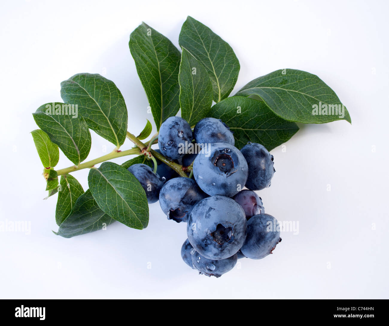 Blueberry plant hi-res stock photography and images - Alamy