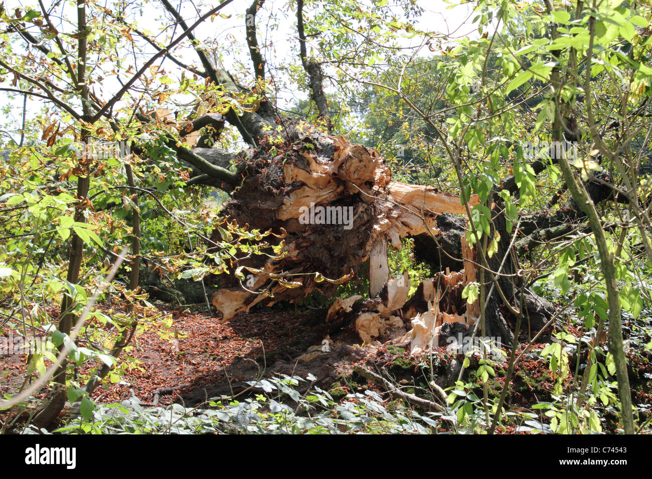 Naturally felled tree in Gobions Wood, the former estate of Sir Thomas ...