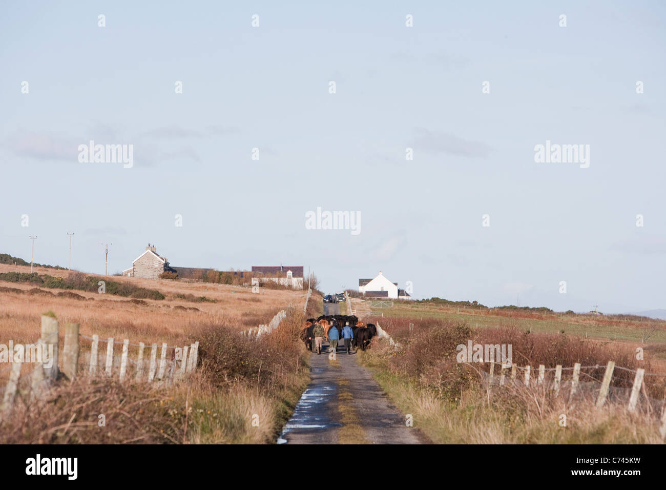 Cattle blocking road hi-res stock photography and images - Alamy