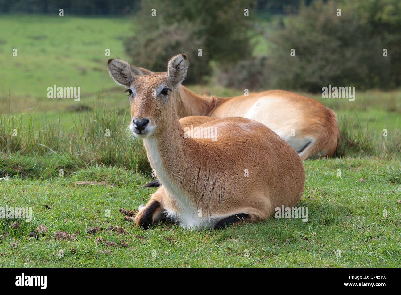 Barasingha hi-res stock photography and images - Alamy