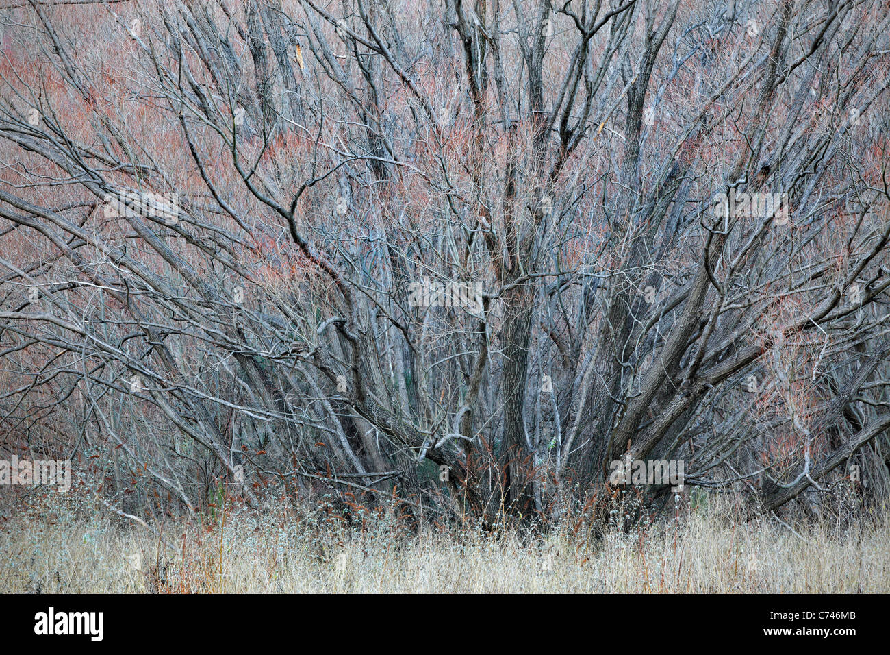 Winter color along the shores of the Arrow River in Arrowtown, New ...
