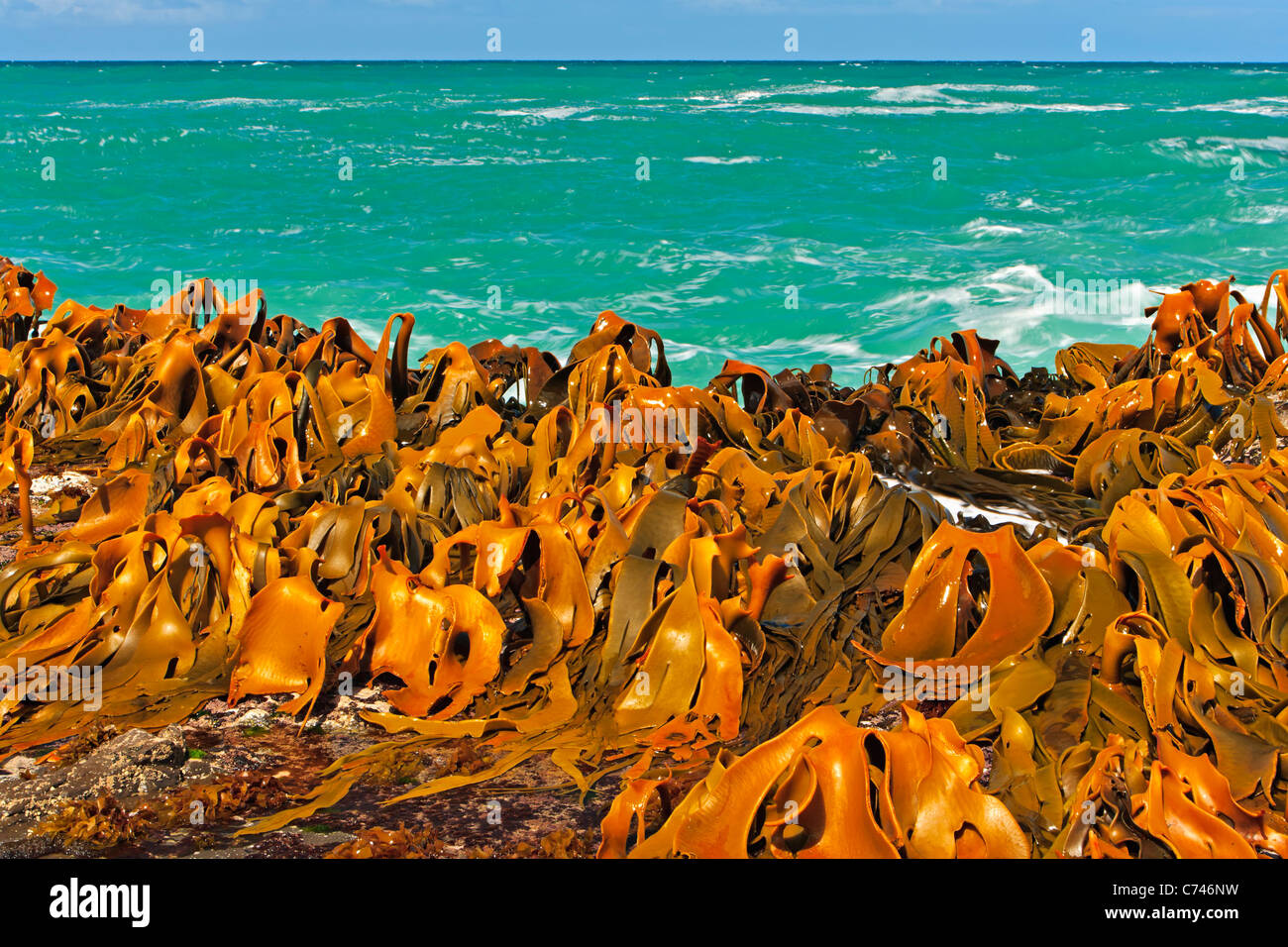 Bull kelp forest hi-res stock photography and images - Alamy