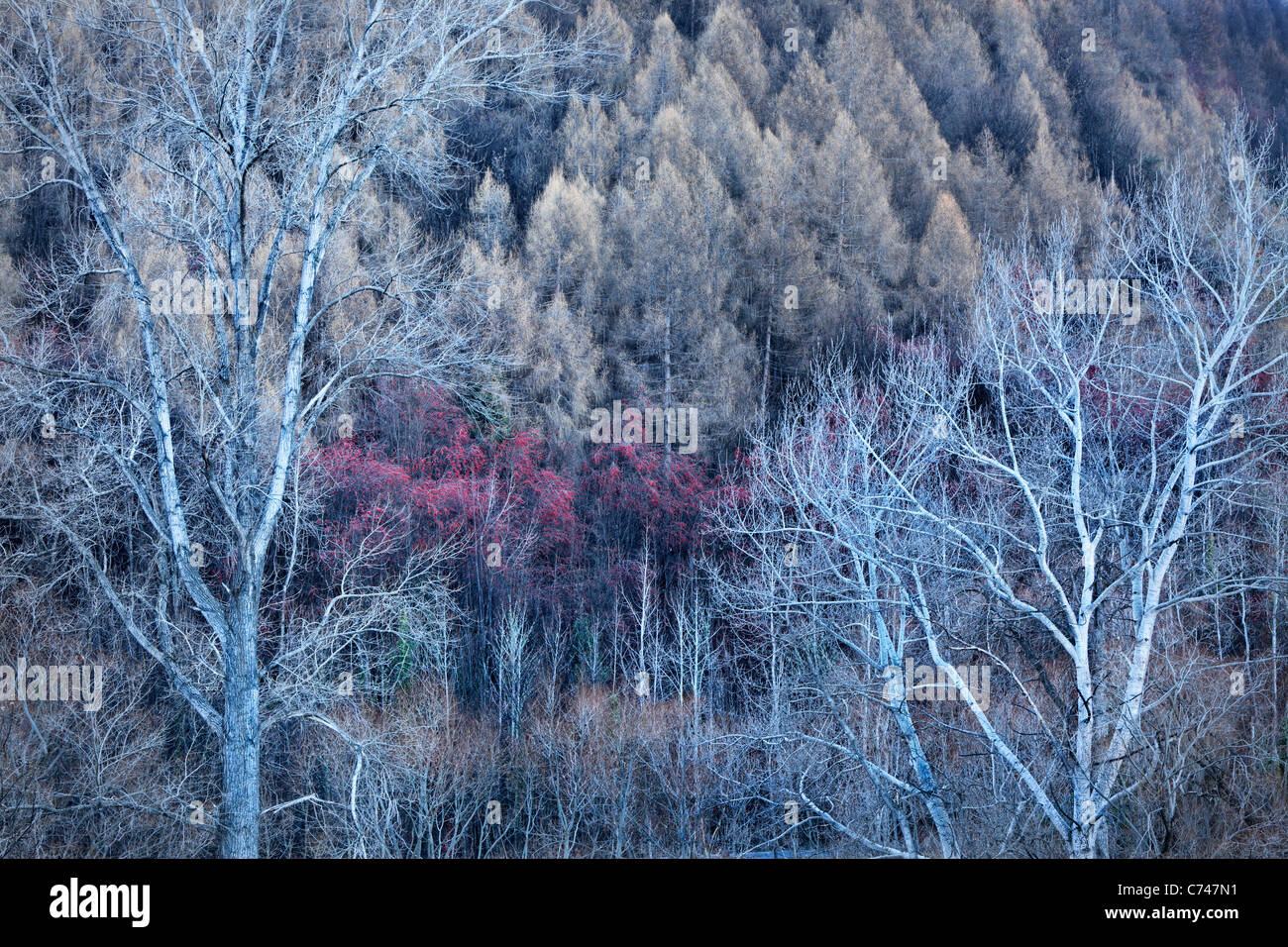 Winter color along the shores of the Arrow River in Arrowtown, New ...