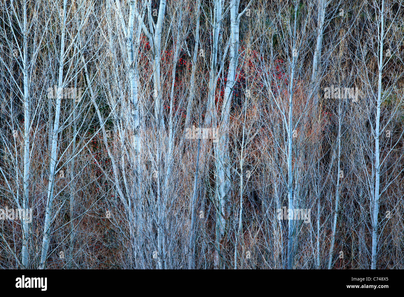 Winter color along the shores of the Arrow River in Arrowtown, New ...