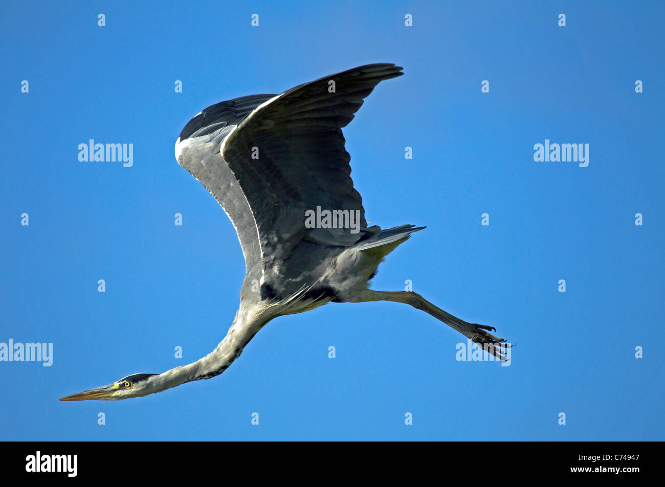 Heron launch hi-res stock photography and images - Alamy