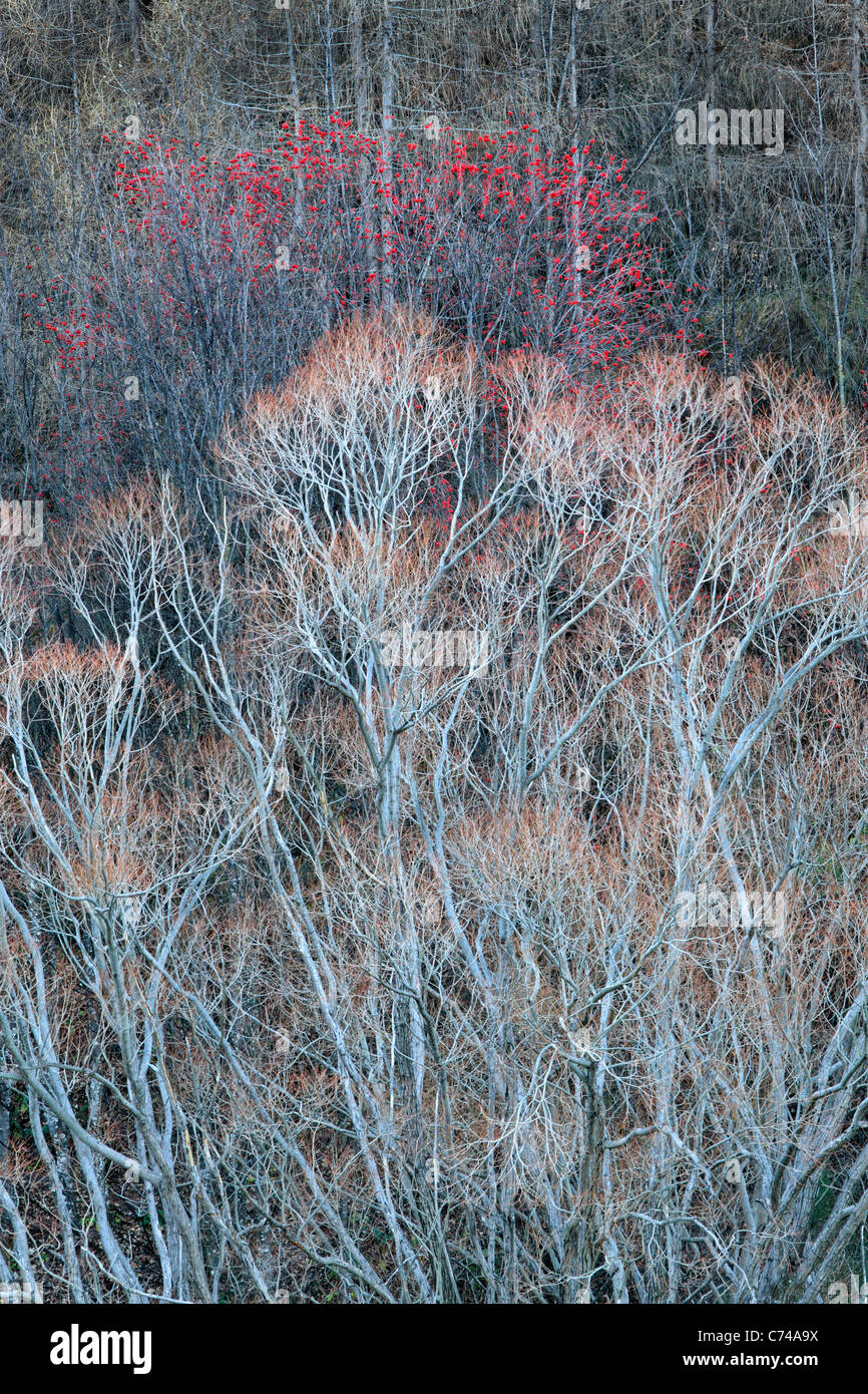Winter color along the shores of the Arrow River in Arrowtown, New ...
