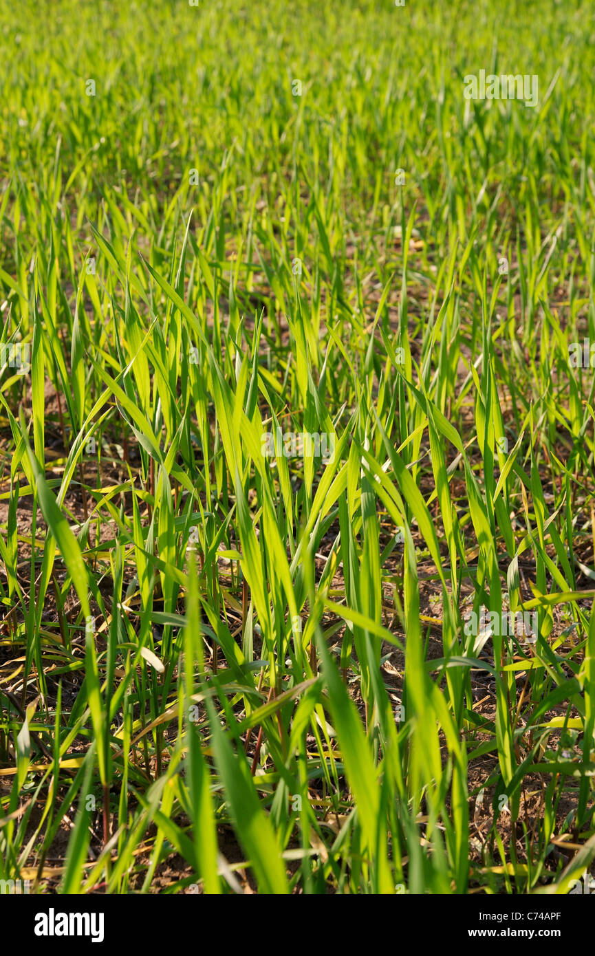 Closeup of a green agricultural field with fresh wheat plants Stock ...