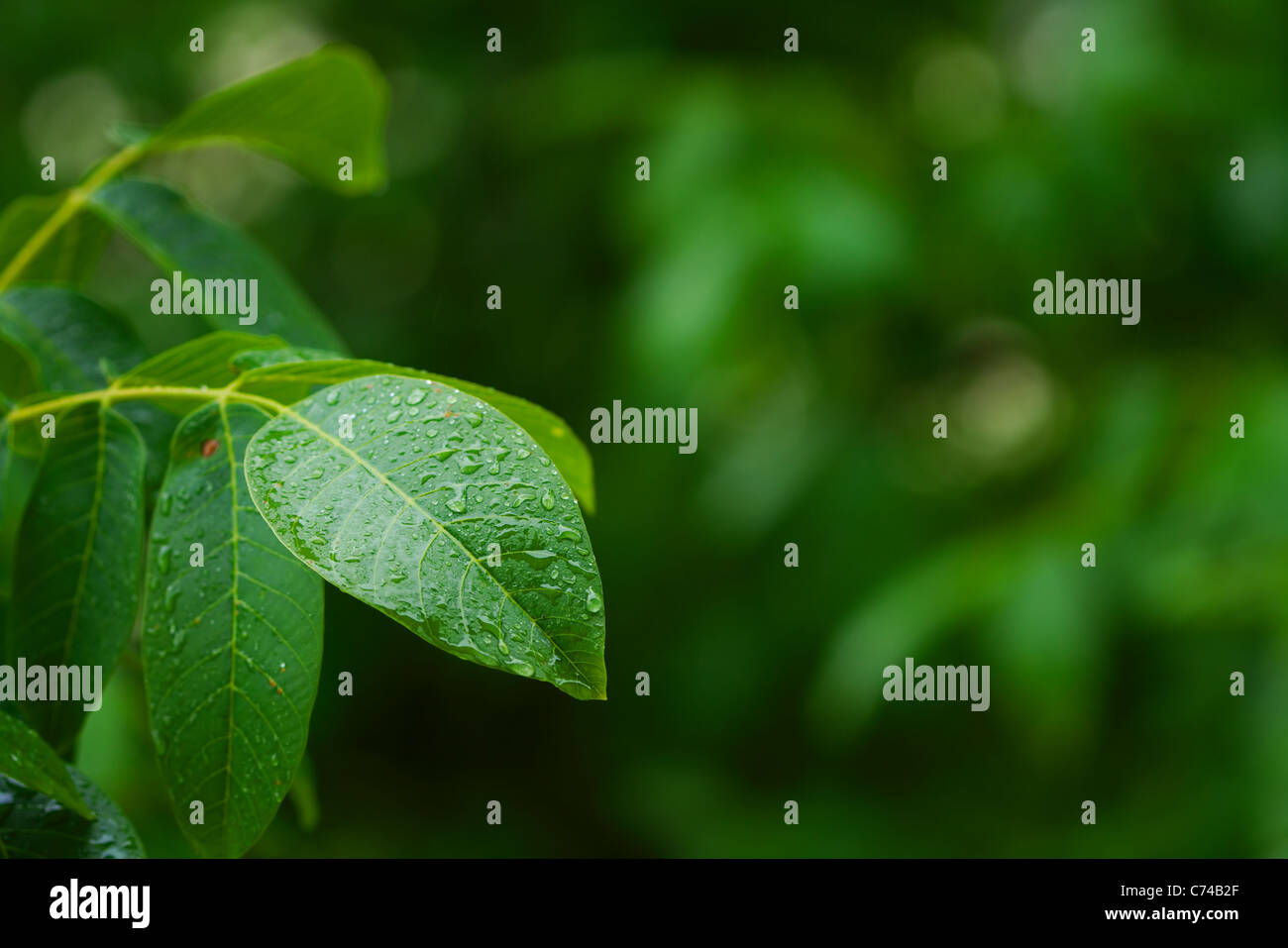 Wet leaves of a tree after rain Stock Photo - Alamy