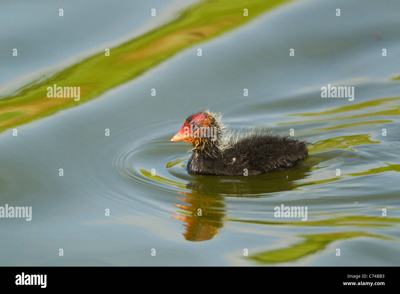 Coots Swimming High Resolution Stock Photography and Images - Alamy