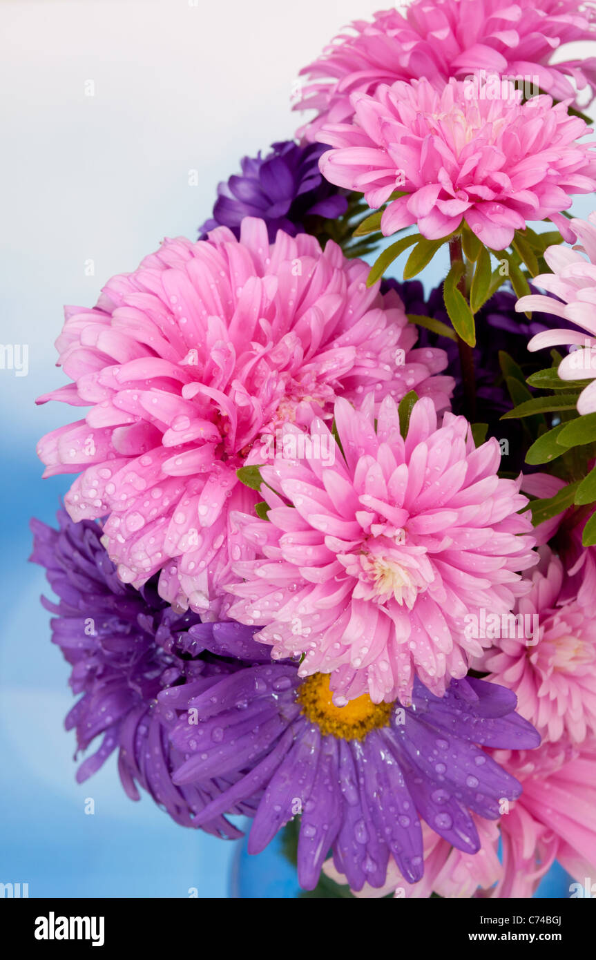 Violet flower background hi-res stock photography and images - Alamy