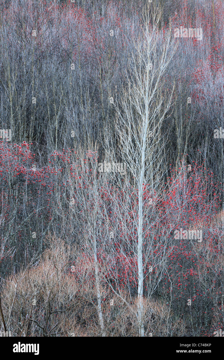 Winter color along the shores of the Arrow River in Arrowtown, New ...