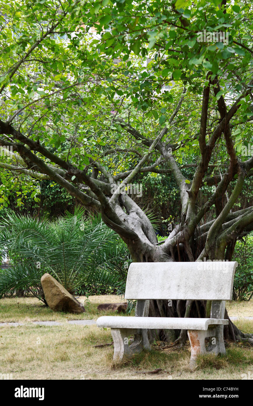 Bench under the tree Stock Photo - Alamy
