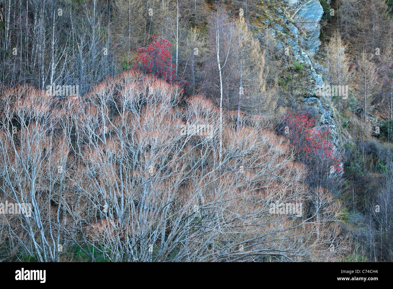 Winter color along the shores of the Arrow River in Arrowtown, New ...
