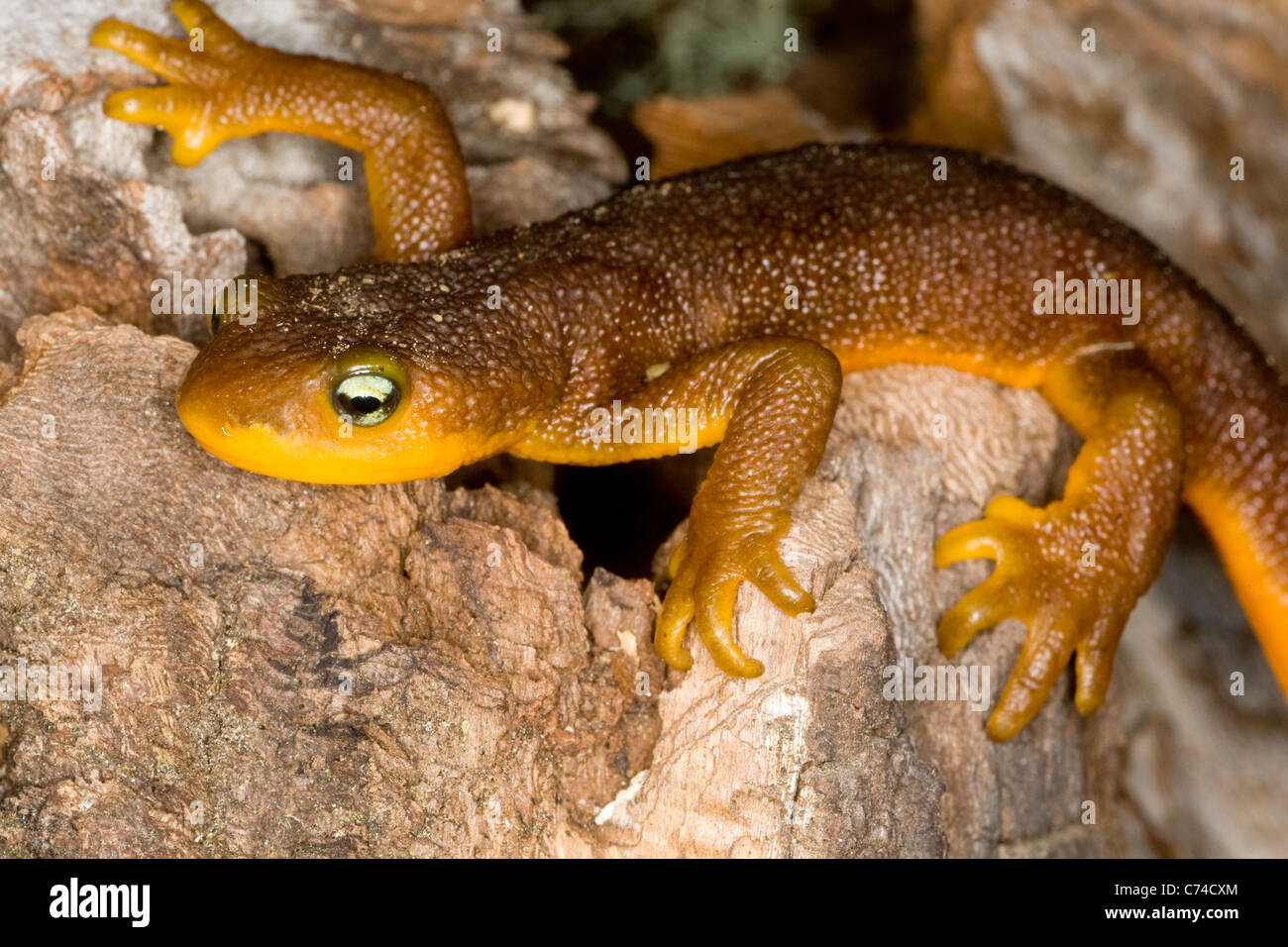 Newt High Resolution Stock Photography and Images - Alamy