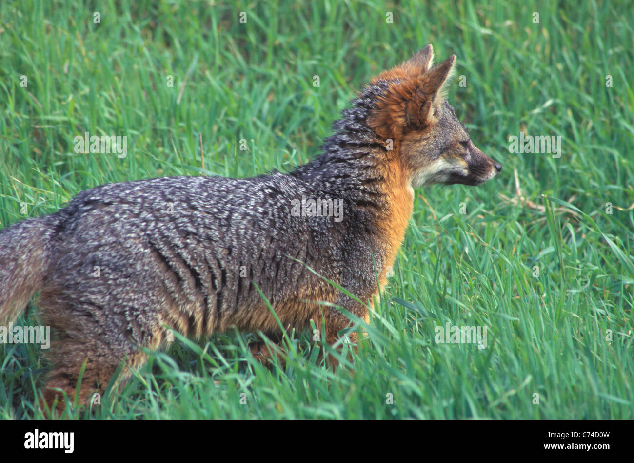 Island Kit Fox - Urocyon littoralis, Channel Islands National Park ...