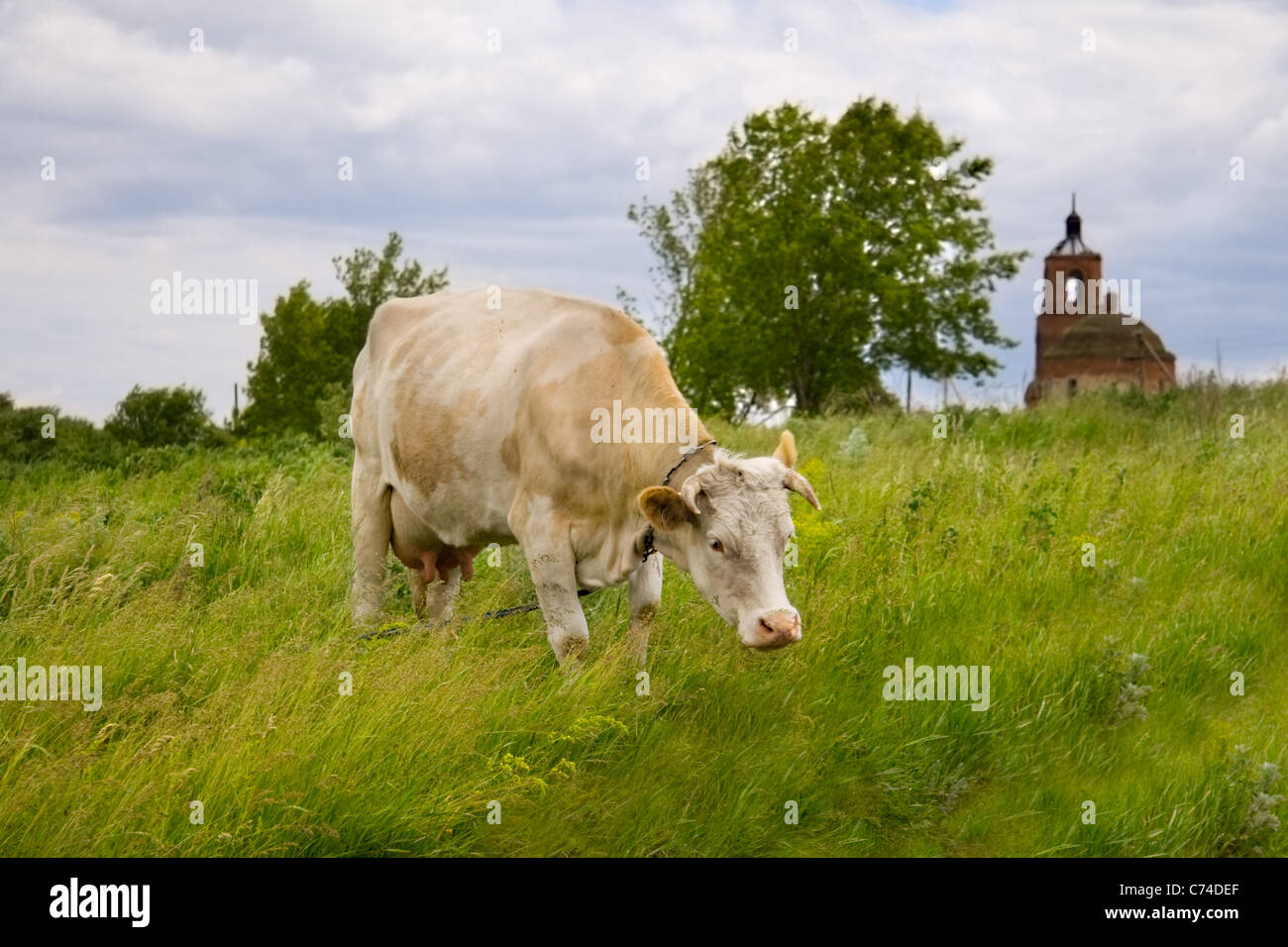 Spotted cow hi-res stock photography and images - Alamy