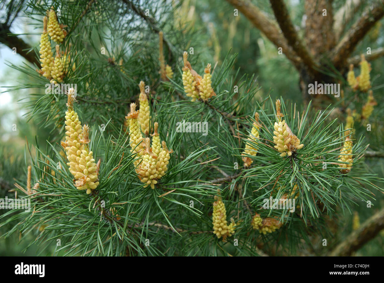pine tree with the spores in the spring Stock Photo - Alamy