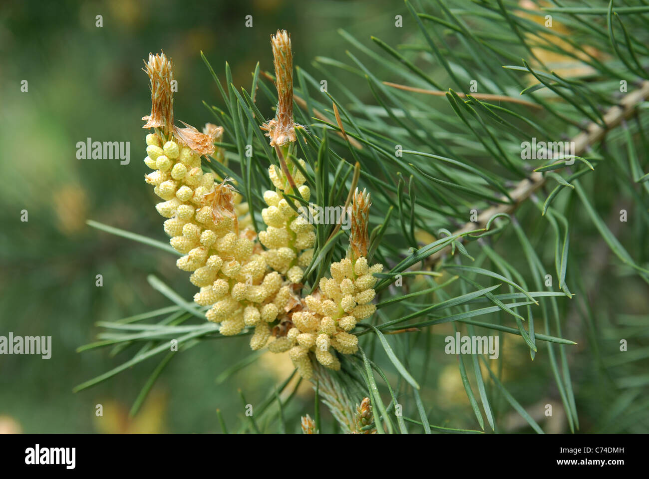 pine tree with the spores in the spring Stock Photo - Alamy